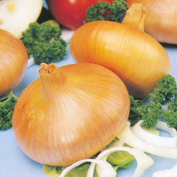 semences et graines pour professionnels - Fabre Maraicher